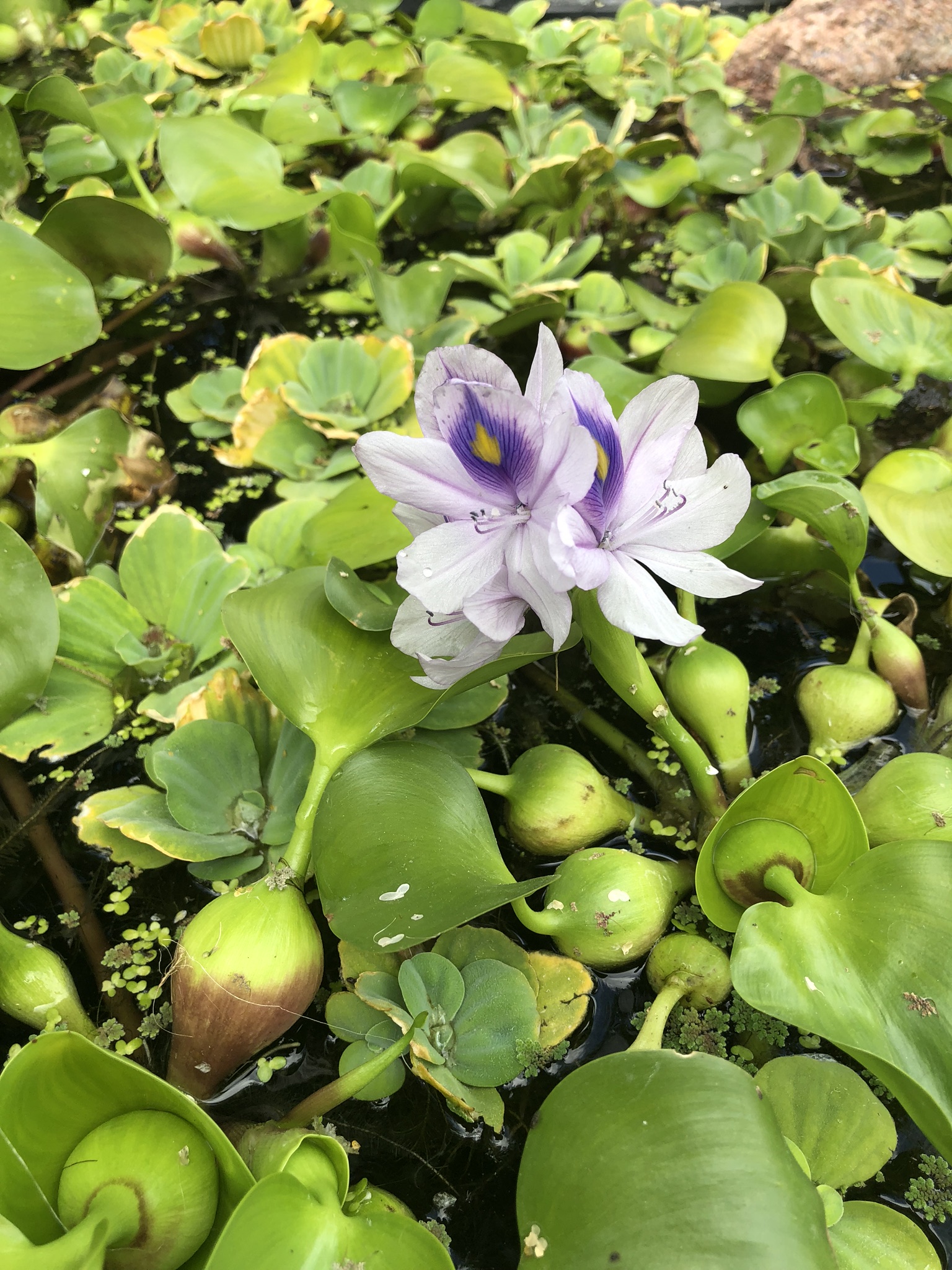 Fish and Plants | Trusty Ponds